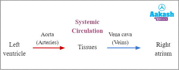 Double Circulation: Definition, Diagram & Single Circulation | AESL