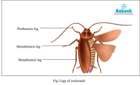 Morphology of Cockroach Head, Thorax and Abdomen - Biology - Aakash | AESL
