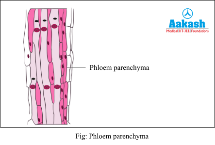 Permanent Tissues: Phloem, its Components, Types and Differences | AESL
