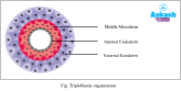 Symmetry Classification Based on Germ Layer & Presence of Coelom | AESL