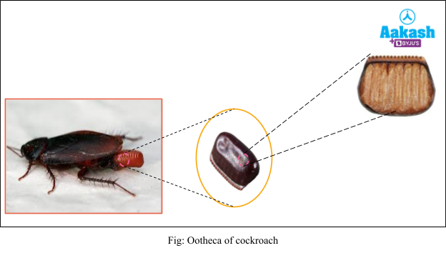 Cockroach: Reproductive System, Fertilization & Development | AESL