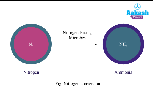 Nitrogen Cycle Diagram, Nitrogen Fixation, Nitrification ...
