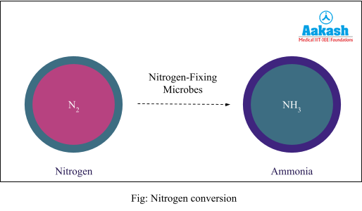 Nitrogen Cycle Diagram, Nitrogen Fixation, Nitrification ...