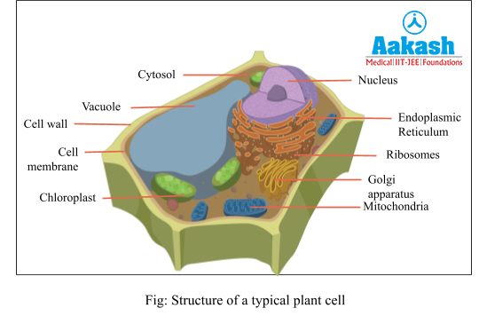 Plant Cell: Definition, Structure & Types | AESL