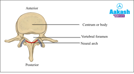 Axial Skeleton System, Significance, Classification & Facial bones | AESL