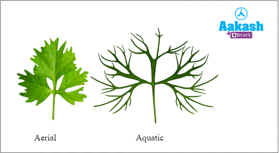 Plant Development: Definition, Sequence & Factors | AESL
