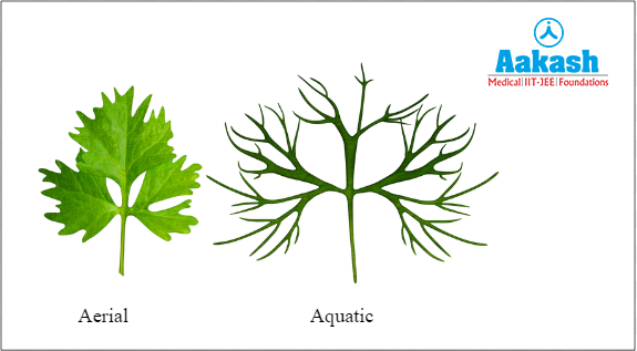 Plant Development: Definition, Sequence & Factors | AESL
