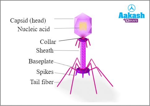 Cloning Vector: Definition, Types, Characteristics & Diagram | AESL
