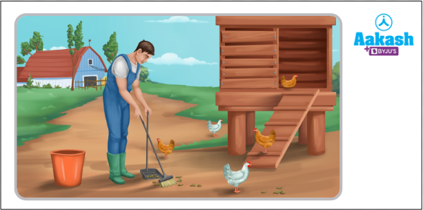 Poultry Farming Project, Disease management & Breeds | AESL