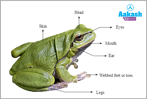 Amphibia: Classification, Significance & Characteristics | AESL