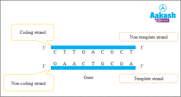 Central Dogma, Transcription, Reverse Transcription Practice Problems ...