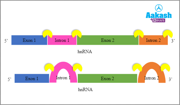 Central Dogma, Transcription, Reverse Transcription Practice Problems ...
