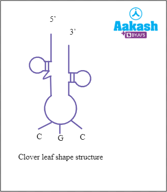 Central Dogma, Transcription, Reverse Transcription Practice Problems ...