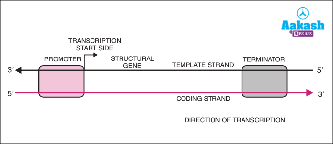 Central Dogma, Transcription, Reverse Transcription Practice Problems ...