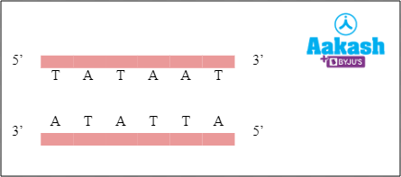 Central Dogma, Transcription, Reverse Transcription Practice Problems ...