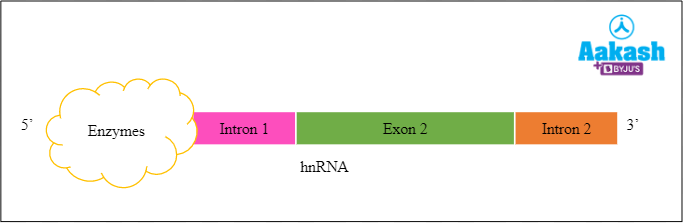 Central Dogma, Transcription, Reverse Transcription Practice Problems ...