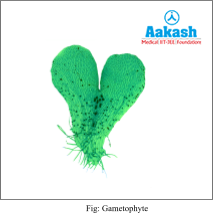 Alternation of generation in Pteridophytes: Reproduction, Life Cycle ...