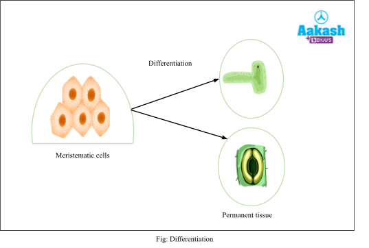 Differentiation Definition Simple Molly Lane Viral Differentiation Definition Simple Molly Lane Viral
