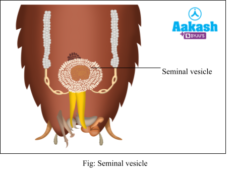 Cockroach: Reproductive System, Fertilization & Development | AESL