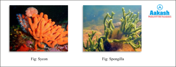 Phylum Porifera Example, Characteristics and Classification | AESL