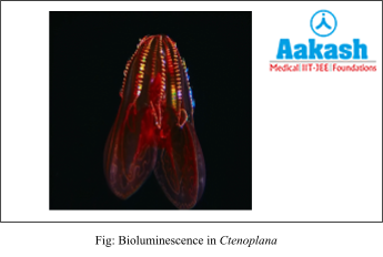 Phylum Ctenophora: Characteristics, Examples & Classification | AESL