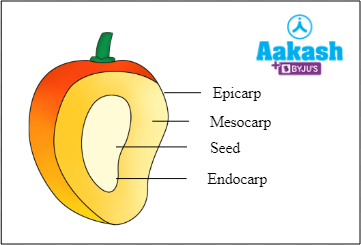 Sexual Reproduction in Flower Plants Advantages | AESL