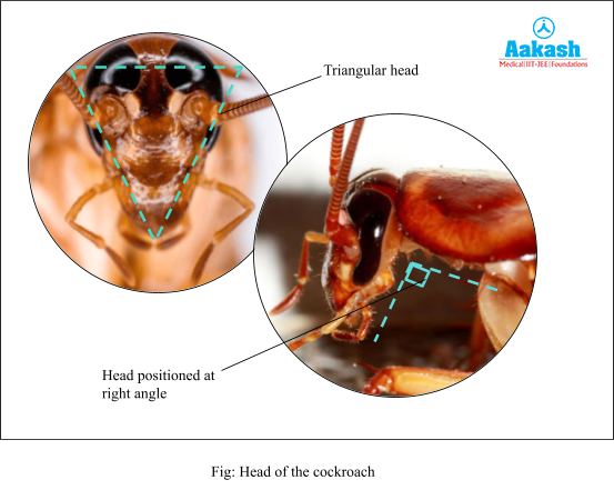 Morphology of Cockroach Head, Thorax and Abdomen - Biology - Aakash | AESL