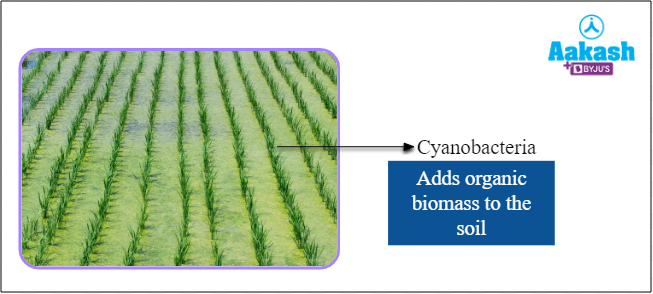 Biofertilizers Definition, Advantages, Diagram & Examples | AESL