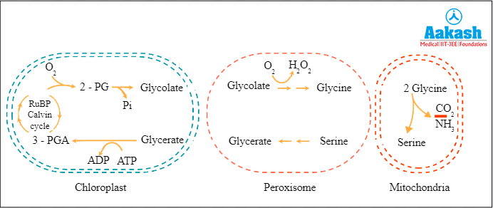 Photorespiration: Definition, Factors & Advantages | AESL