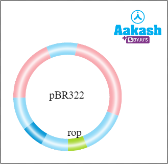 Cloning Vector: Definition, Types, Characteristics & Diagram | AESL