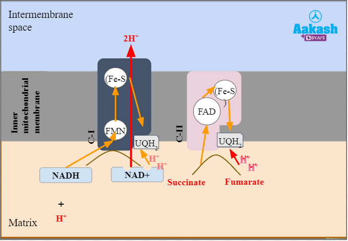 Electron Transport Chain Diagram & Oxidative Phosphorylation | AESL