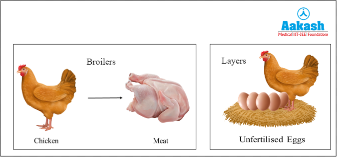 Poultry Farming Project, Disease management & Breeds | AESL