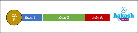 Central Dogma, Transcription, Reverse Transcription Practice Problems ...