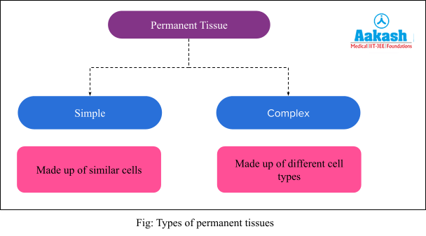 Simple Permanent Tissue, Types & sclerenchyma cells | AESL