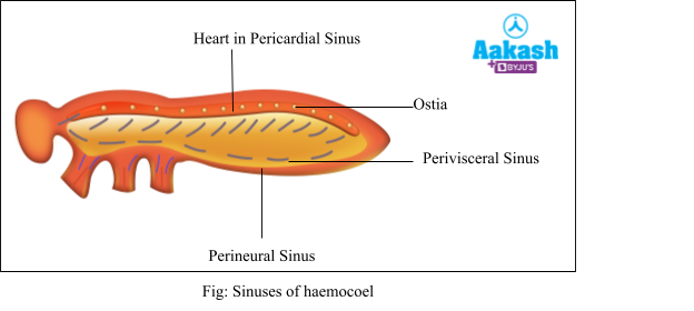 Cockroach Digestive System & Blood Vascular System | AESL