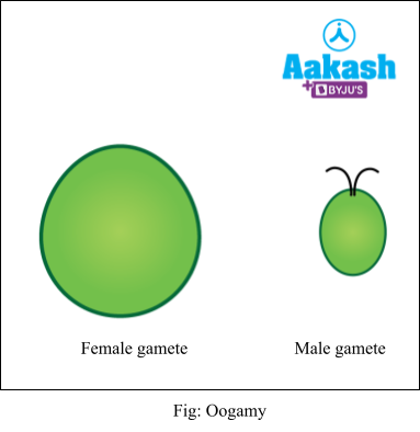 Algae: Characteristics, Reproduction & Evolution | AESL