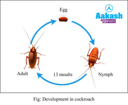 Cockroach: Reproductive System, Fertilization & Development | AESL