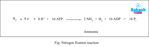 Nitrogen Cycle Diagram, Nitrogen Fixation, Nitrification ...