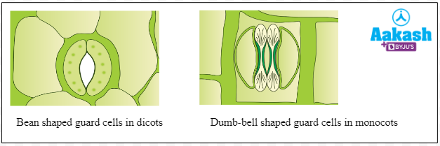 Epidermal Tissue System: Functions, Components & Structure | AESL