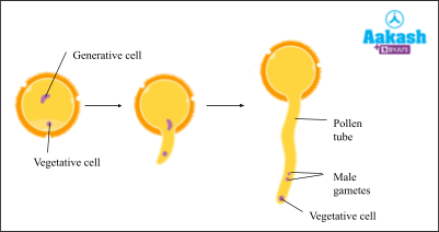 Angiosperms Characteristics, Features & Reproductive events | AESL