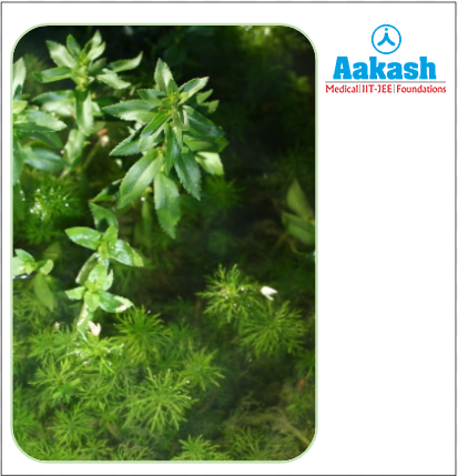 Plant Development: Definition, Sequence & Factors | AESL