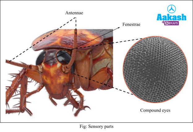 Morphology of Cockroach Head, Thorax and Abdomen - Biology - Aakash | AESL
