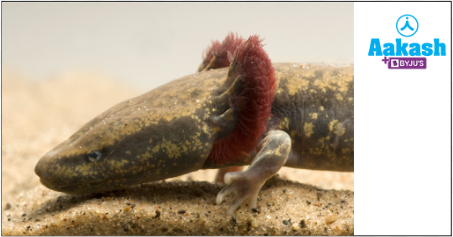 Amphibia: Classification, Significance & Characteristics | AESL