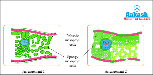 Photosynthesis: Definition, Location and Types | AESL