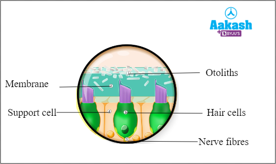 Human Ear: Diagram, Structure, Function & Mechanism | AESL