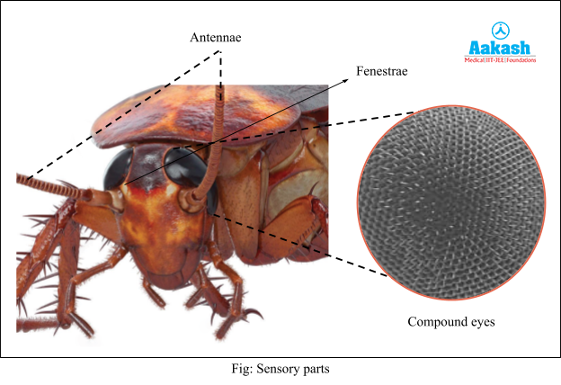 Morphology of Cockroach Head, Thorax and Abdomen - Biology - Aakash | AESL