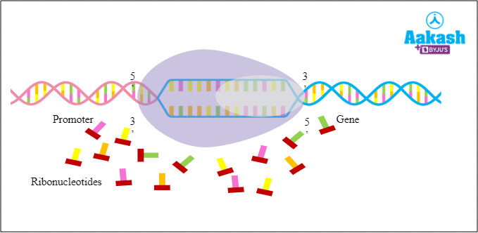 Central Dogma, Transcription, Reverse Transcription Practice Problems ...