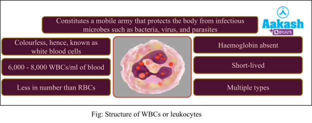 What are the Blood Cells & Types, RBC, WBC | AESL