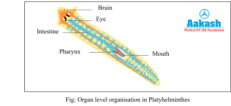 Phylum Platyhelminthes Characteristics, Examples & Classification | AESL