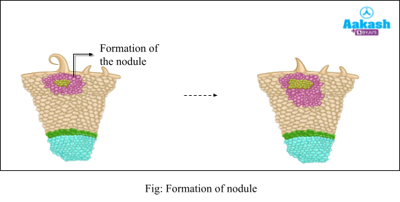 Nitrogen Cycle Diagram, Nitrogen Fixation, Nitrification & Ammonification | AESL